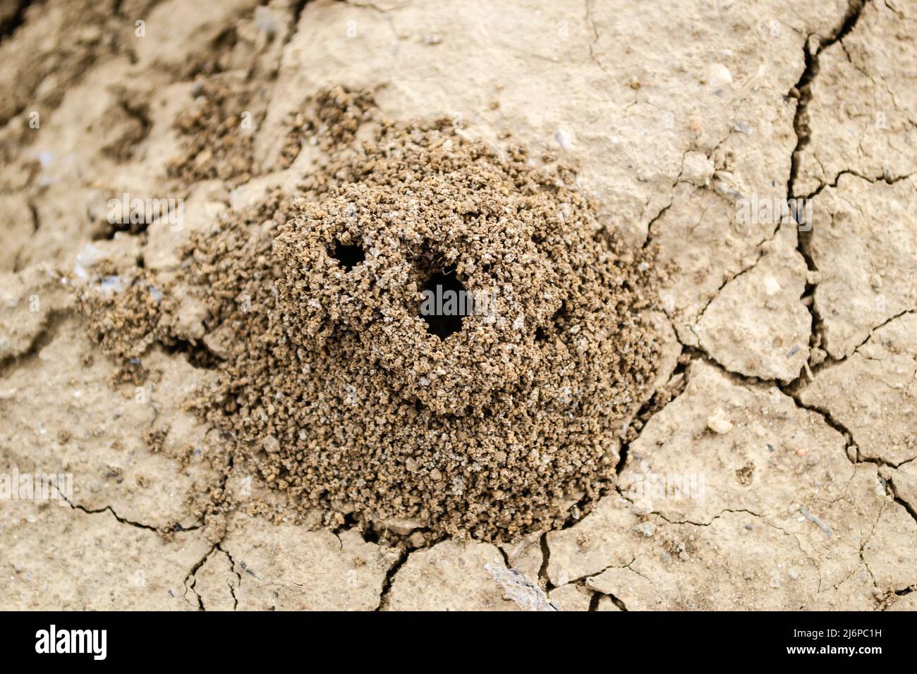 Picture of an anthill built in the ground in close-up Stock Photo - Alamy