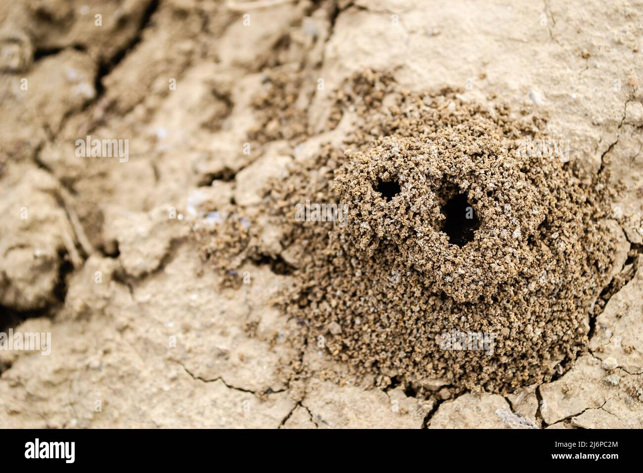 Picture of an anthill built in the ground in close-up Stock Photo - Alamy