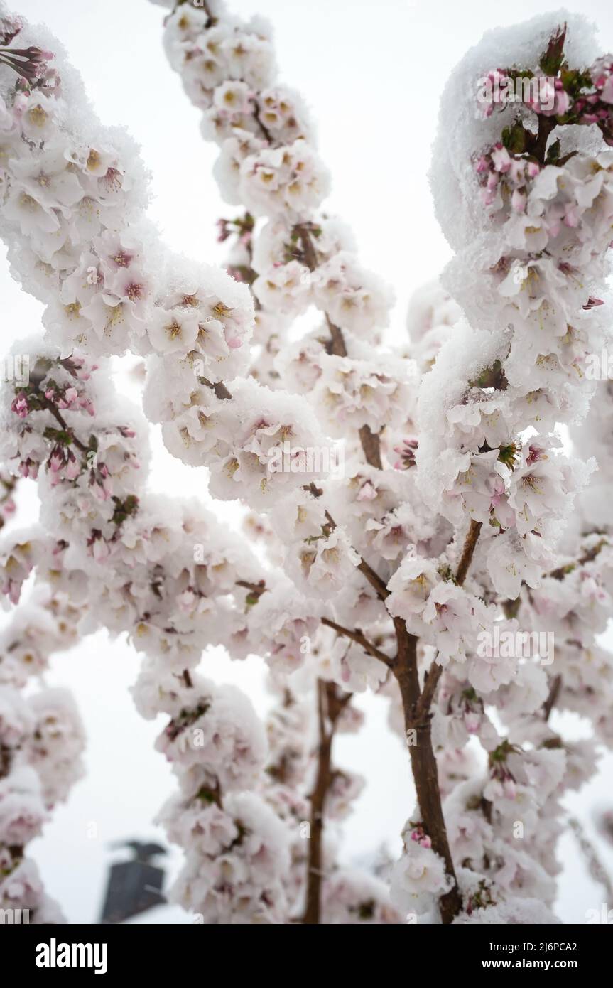 Sakura flowers in the snow, in the springtime. Beautiful white-pink ...