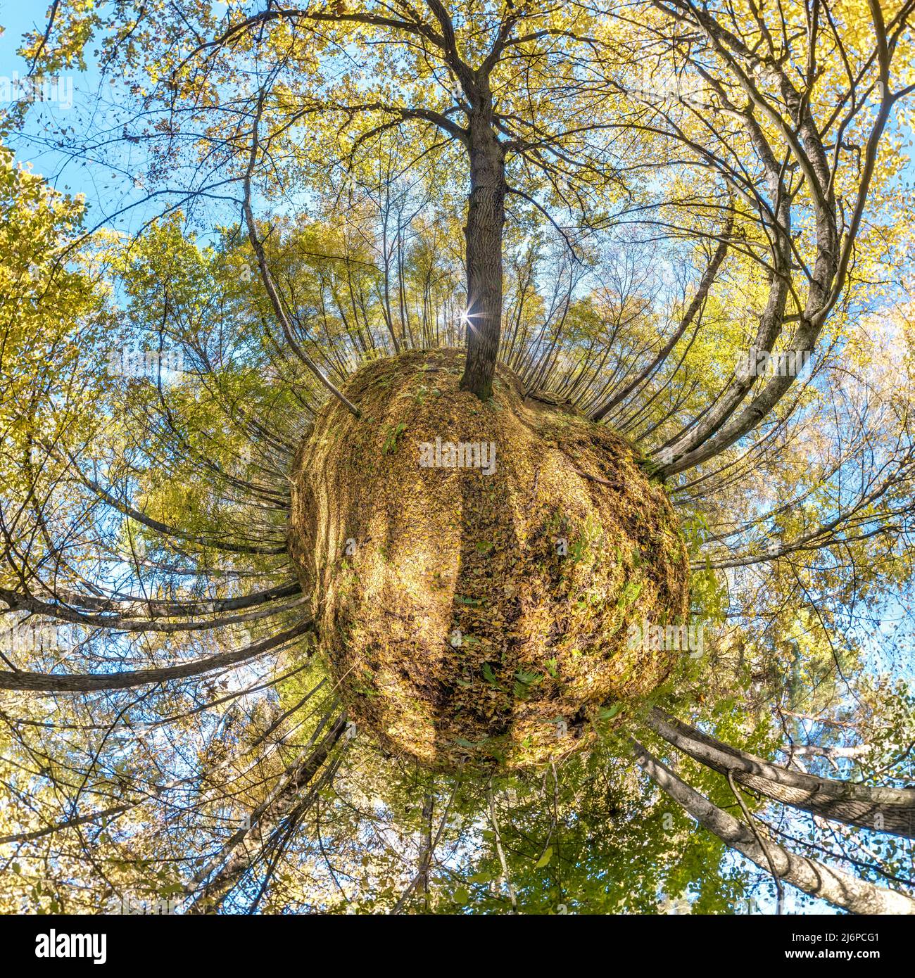 Spherical abstract aerial view in forest with clumsy branches in gold ...