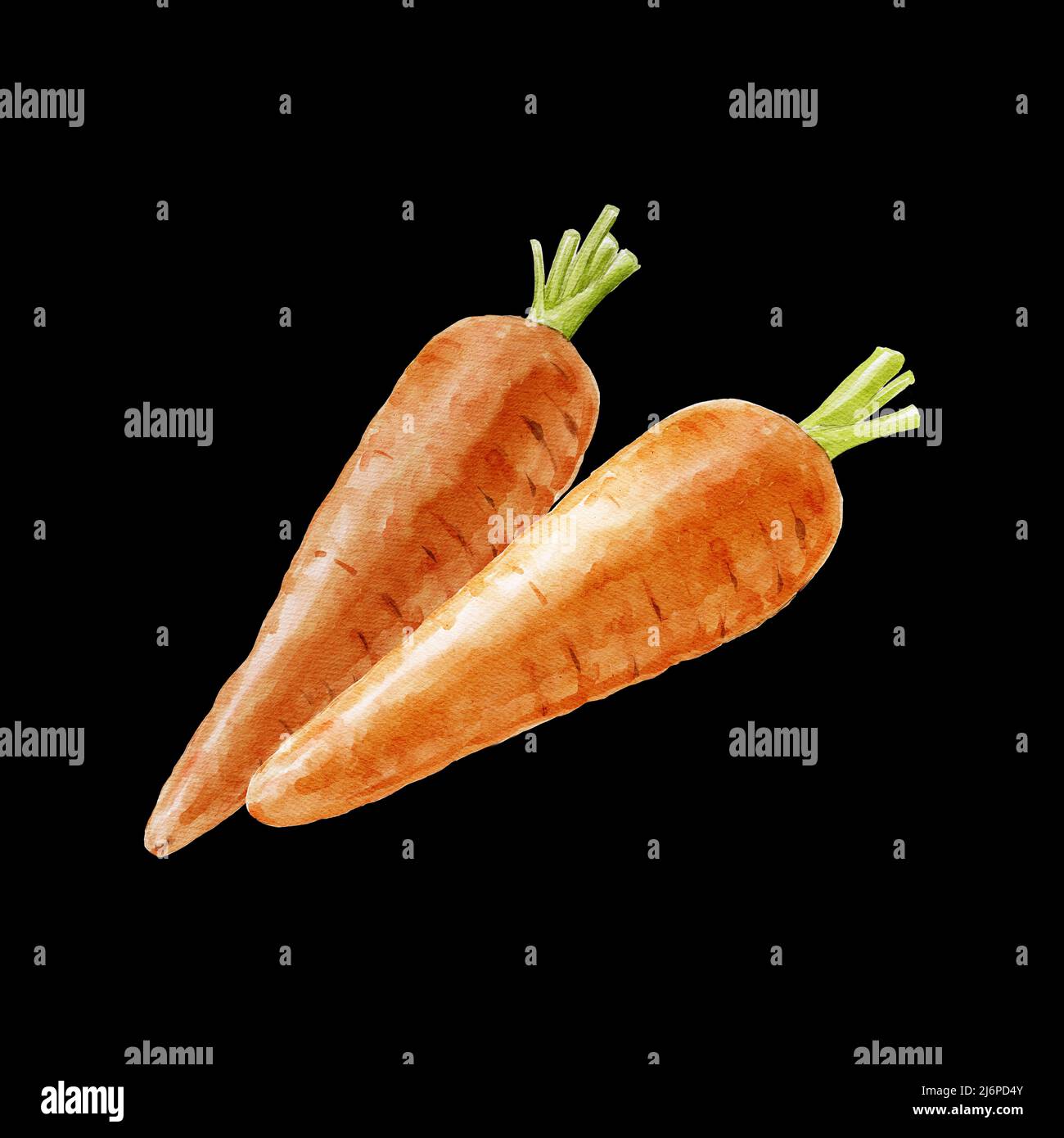 carrot watercolor illustration on black background Stock Photo - Alamy