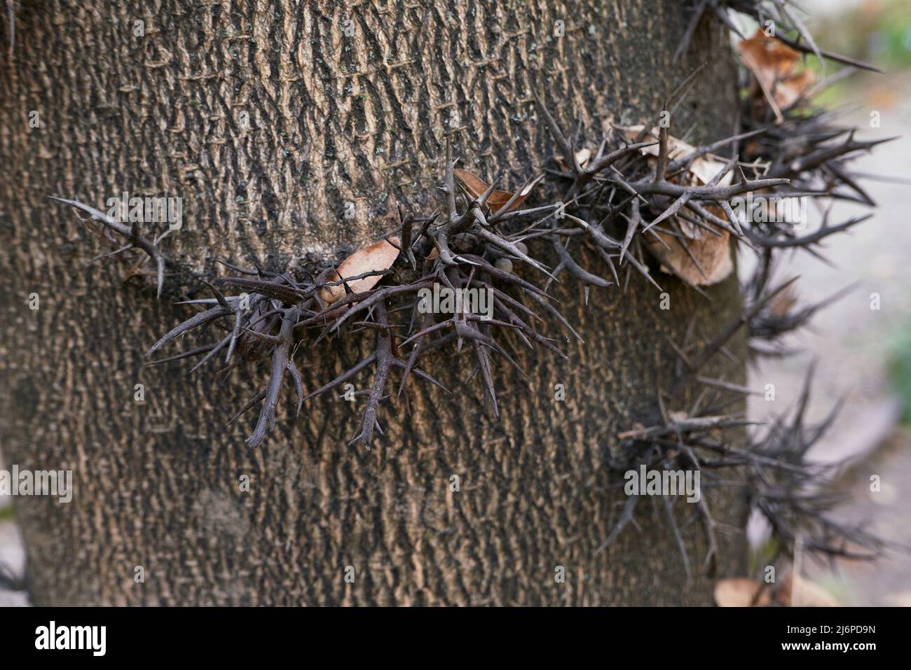 Honey locust trunk gleditsia triacanthos hi-res stock photography and ...