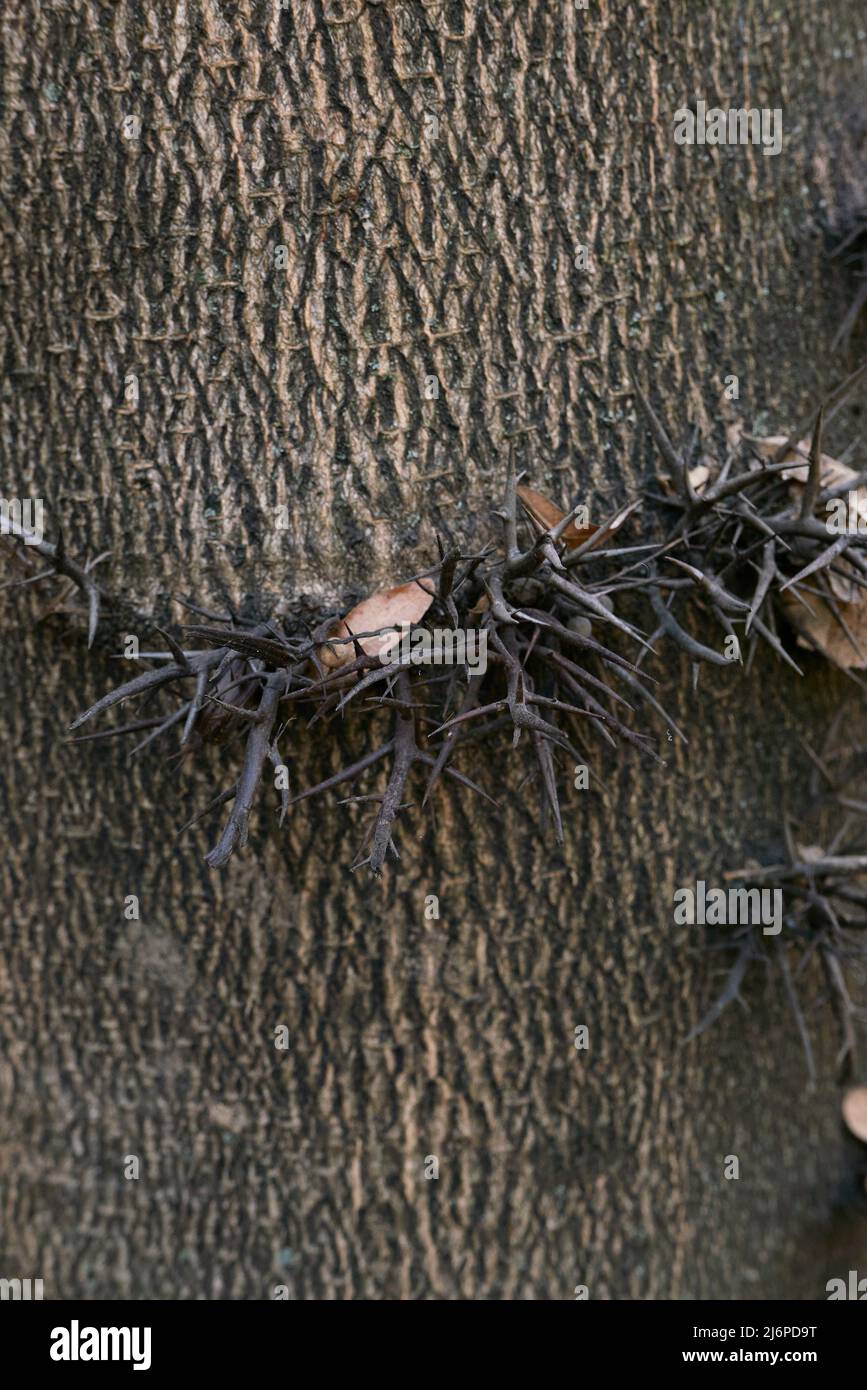 Gleditsia triacanthos trunk close up Stock Photo - Alamy