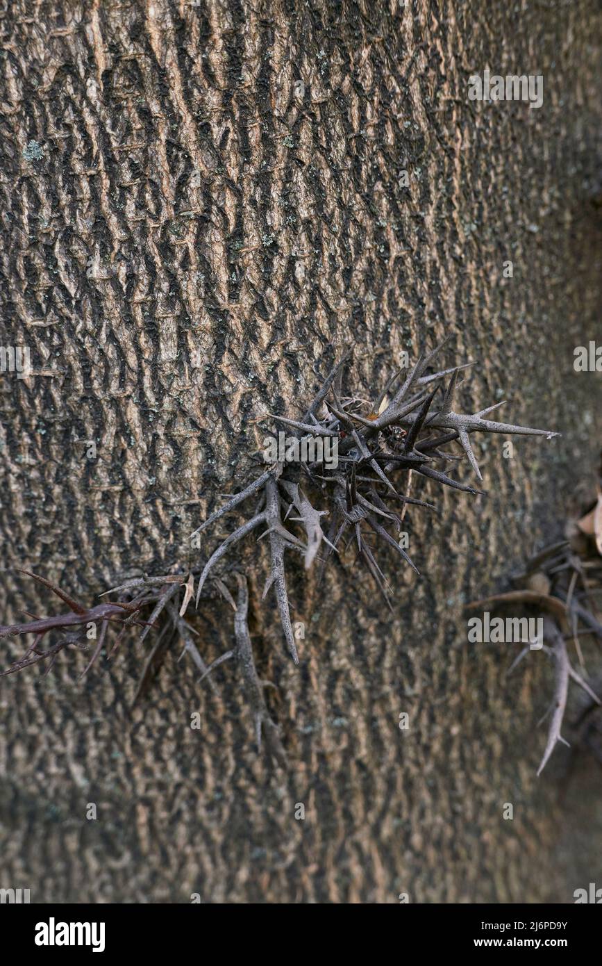 Gleditsia triacanthos trunk close up Stock Photo - Alamy