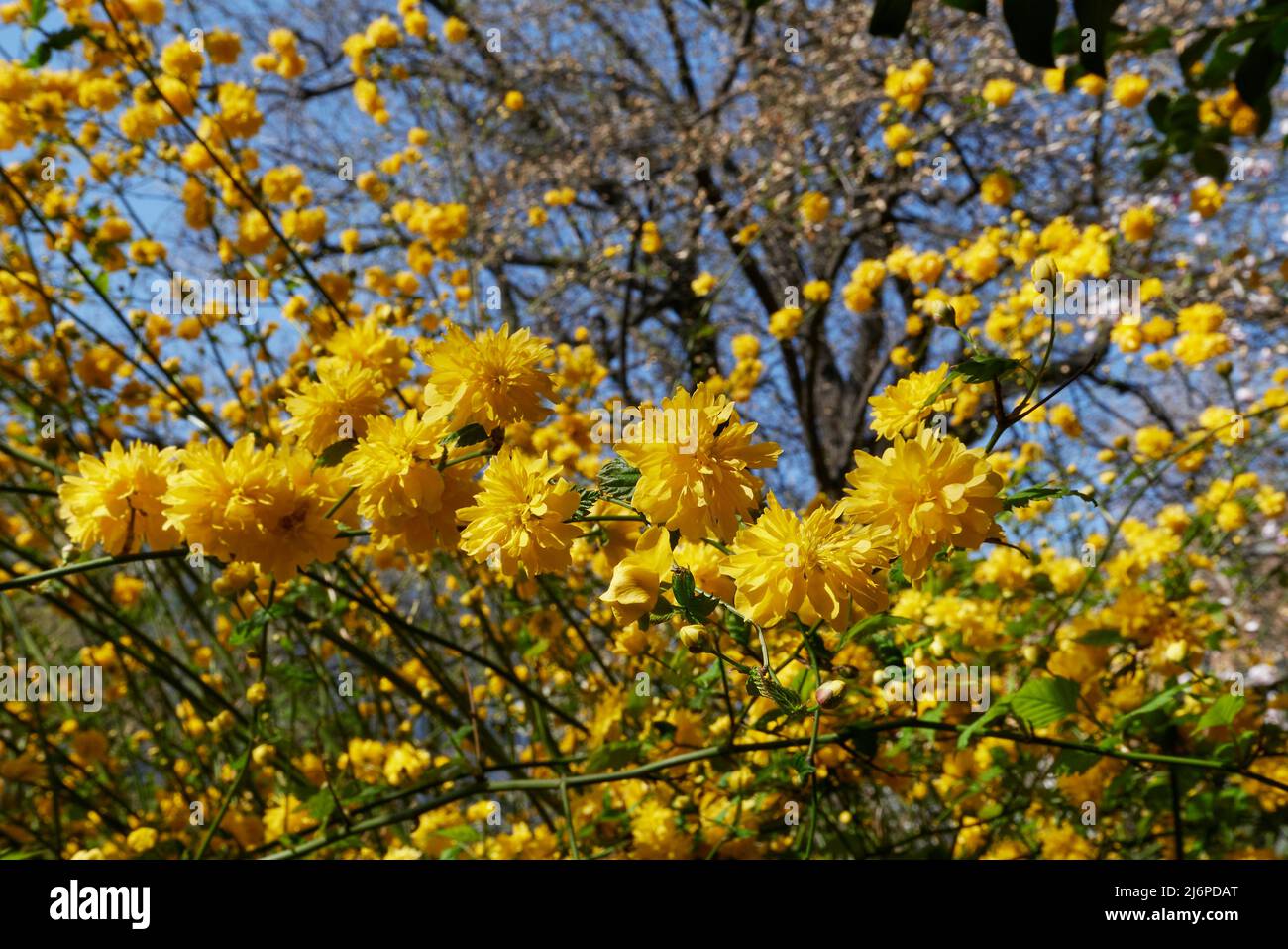 Japanese kerria japonica rosaceae hi-res stock photography and images ...