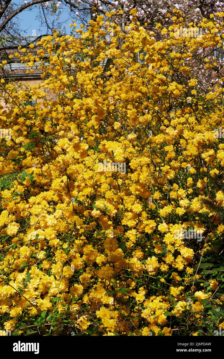 Yellow flowers of Kerria Japonica Stock Photo - Alamy