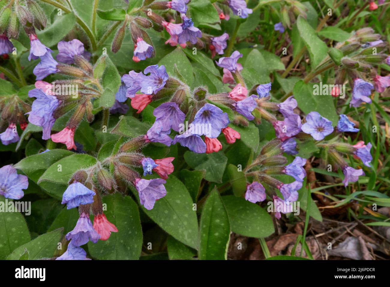 Pulmonaria officinalis in bloom Stock Photo - Alamy