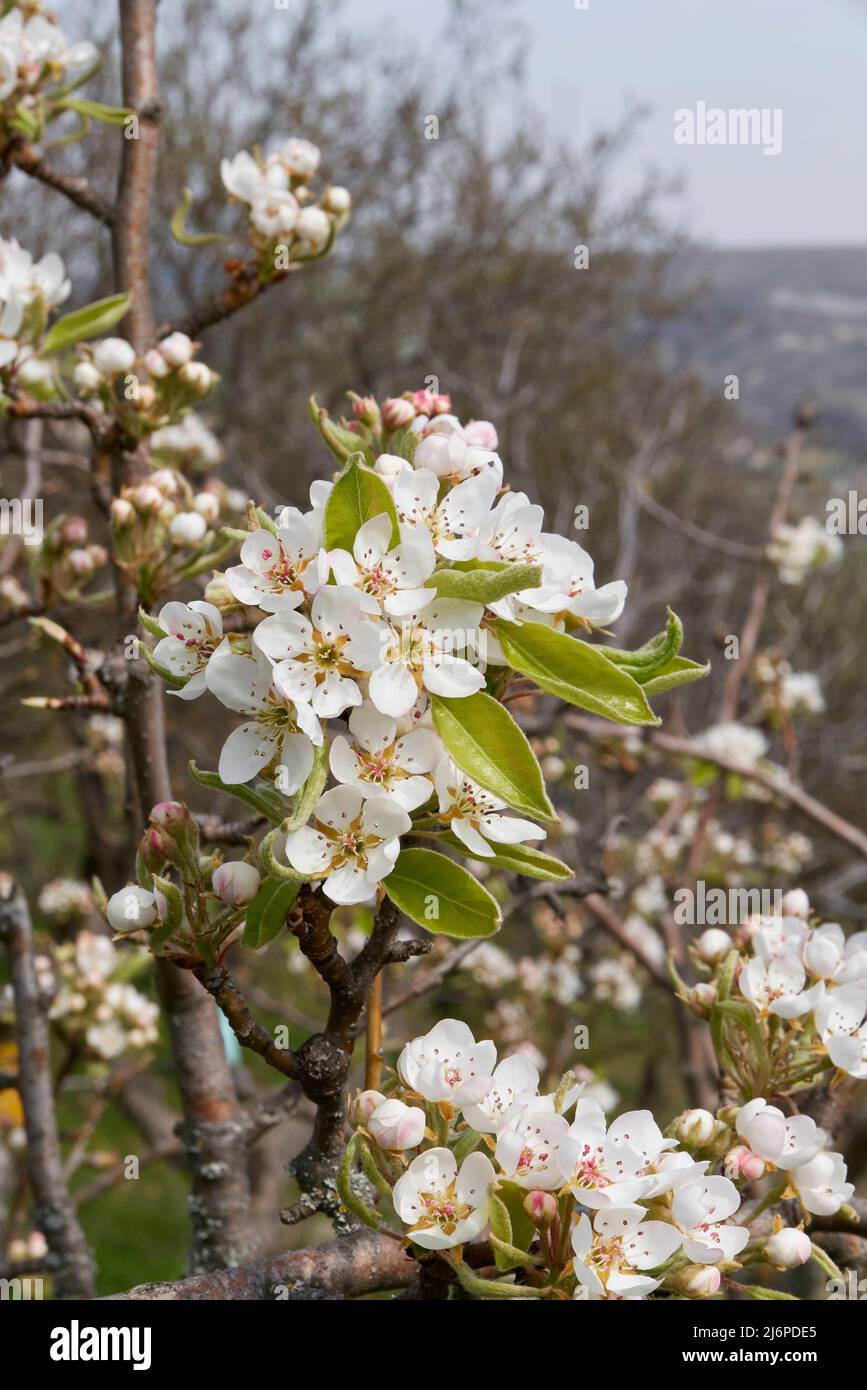 Pyrus communis in bloom Stock Photo - Alamy
