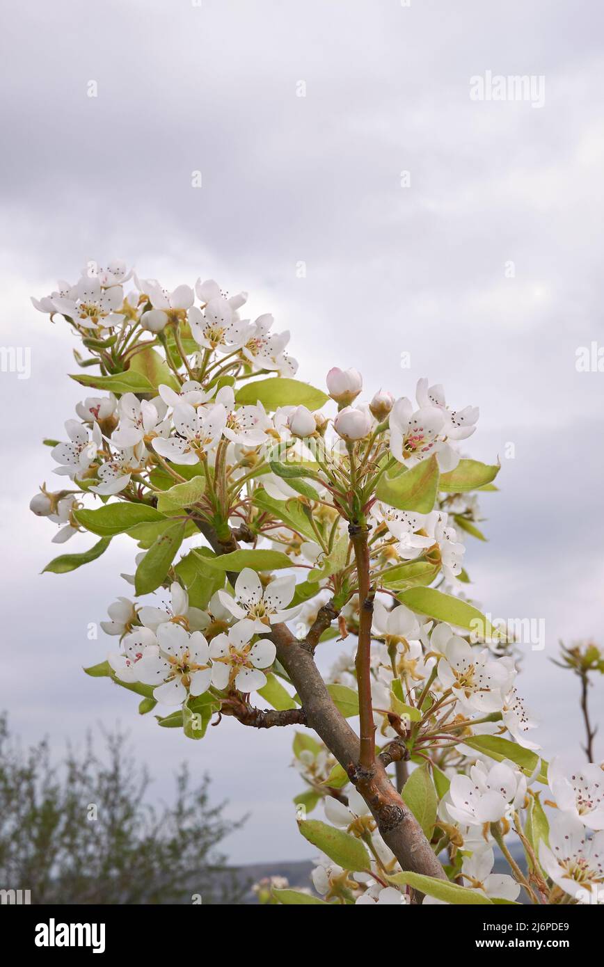 Pyrus communis in bloom Stock Photo - Alamy