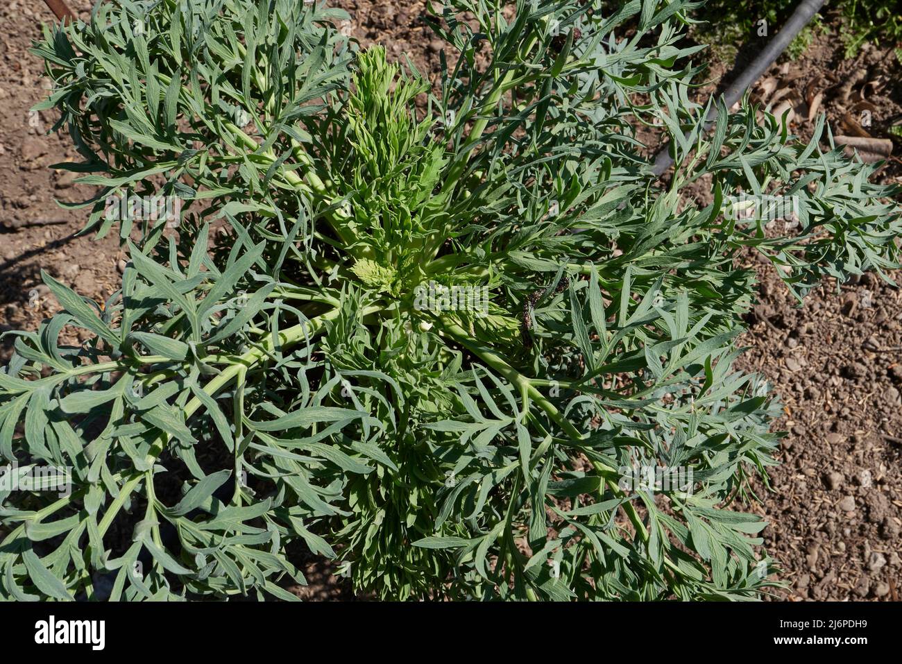 Seseli gummiferum plant close up Stock Photo - Alamy