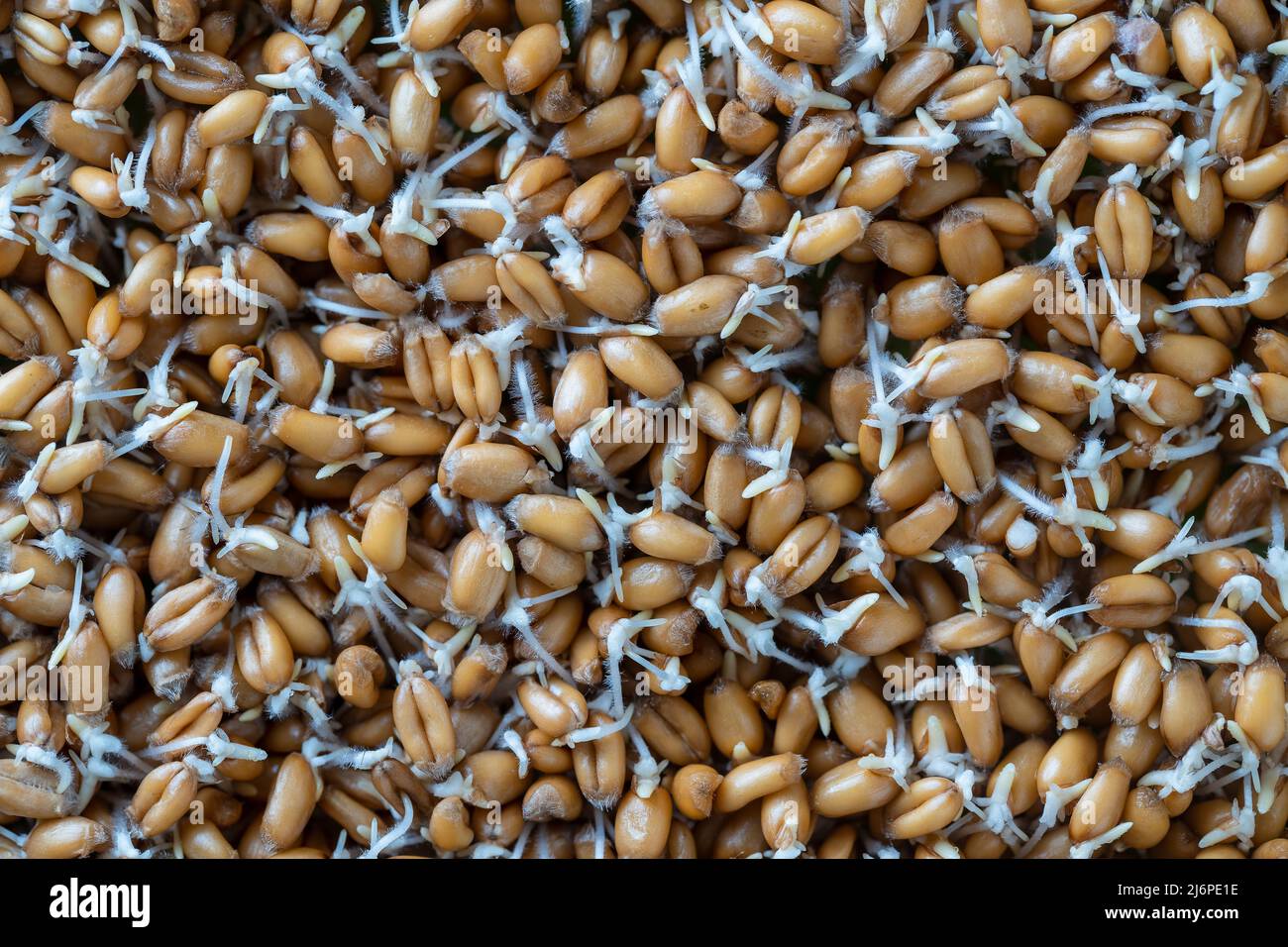 Background of germinated wheat grains, close up, top view. Healthy food ...