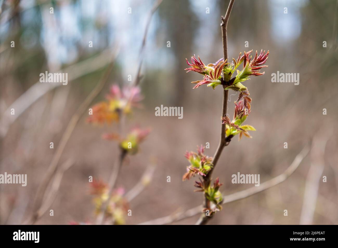 Scrub plant life hi-res stock photography and images - Alamy