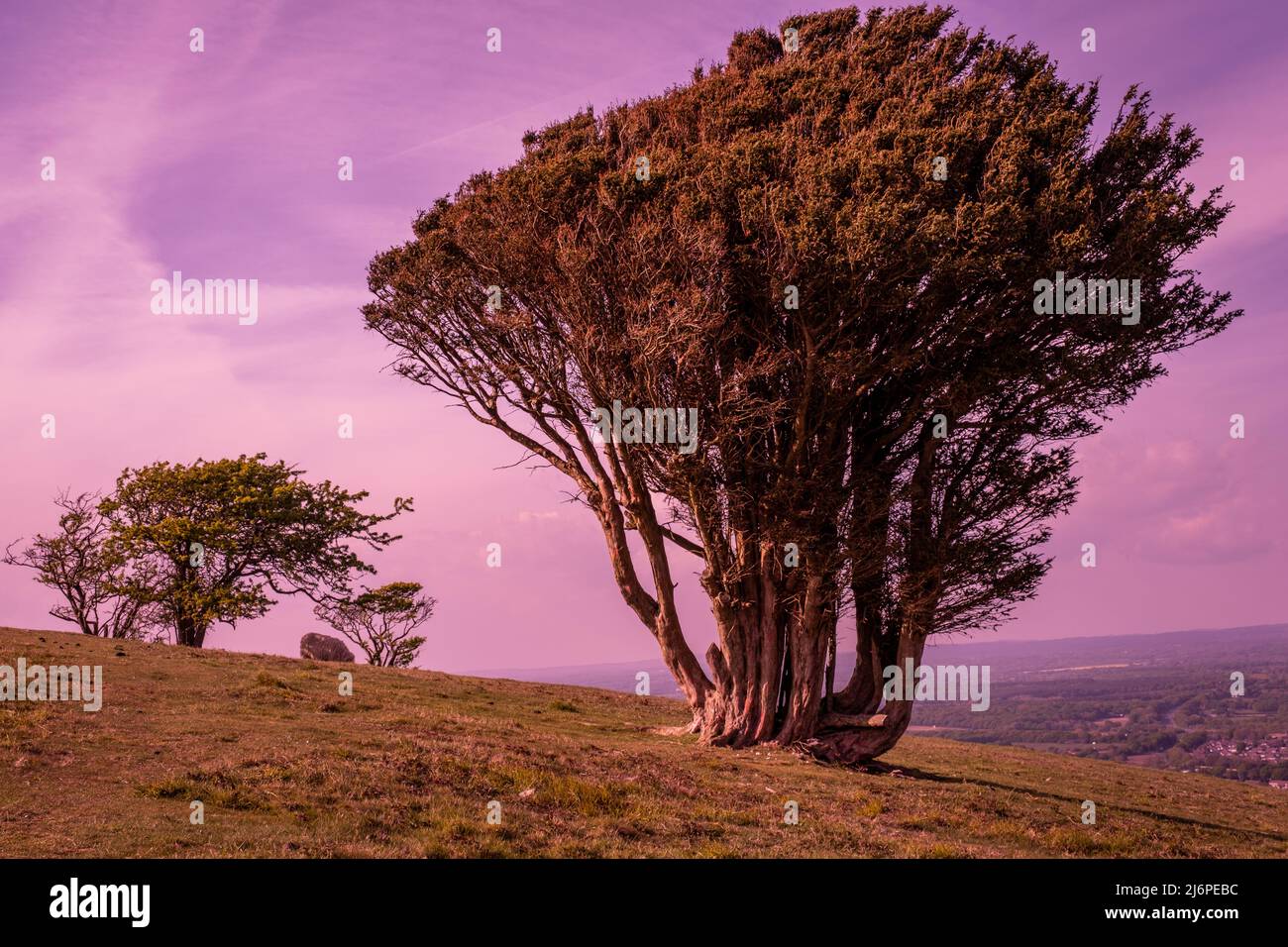 Juniper tree uk hi-res stock photography and images - Alamy