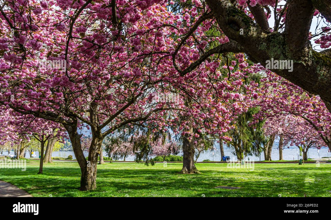 Cherry trees bloom along the road at Seward Park in Washington State ...