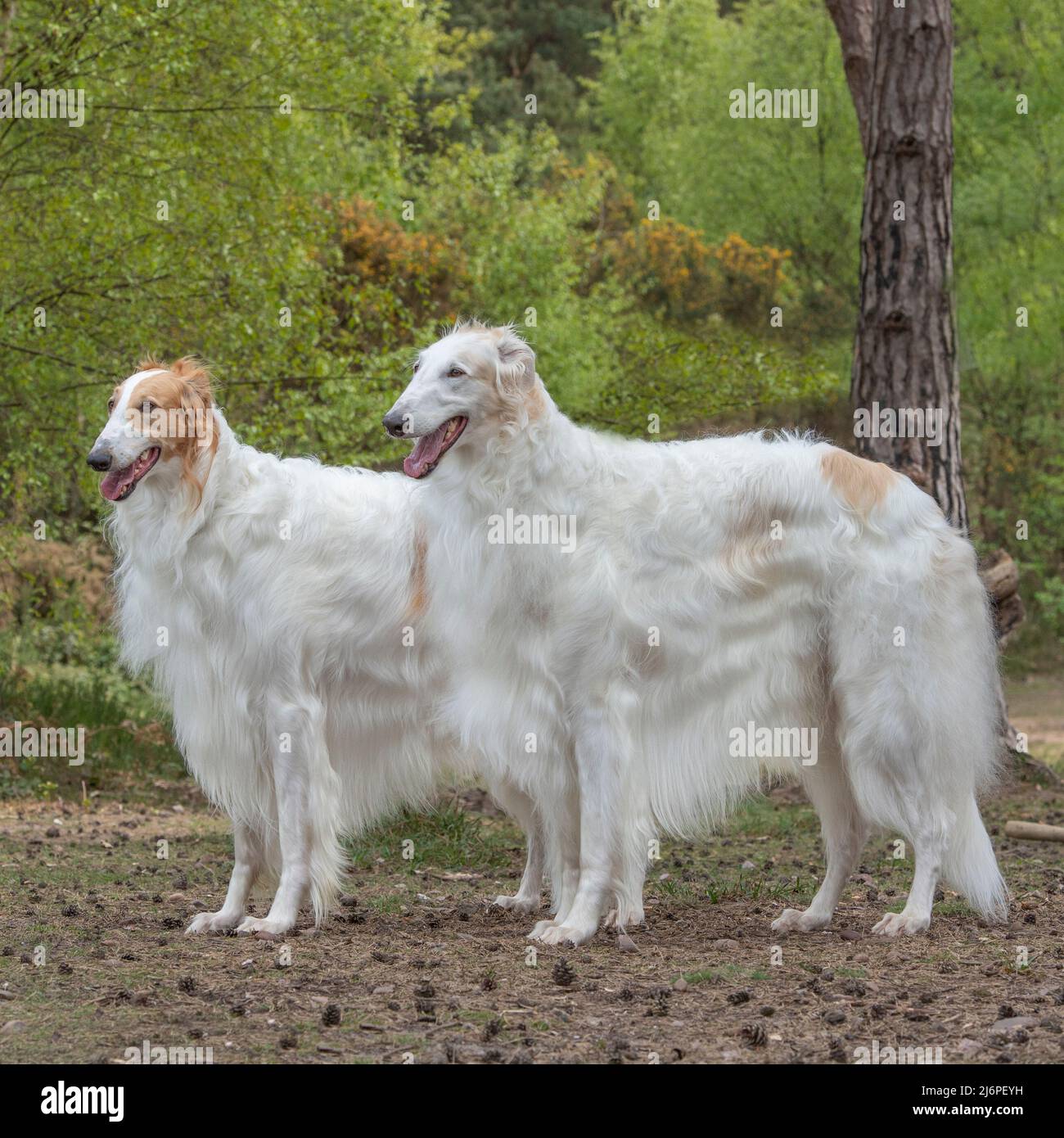 Portrait borzoi side view hi-res stock photography and images - Alamy