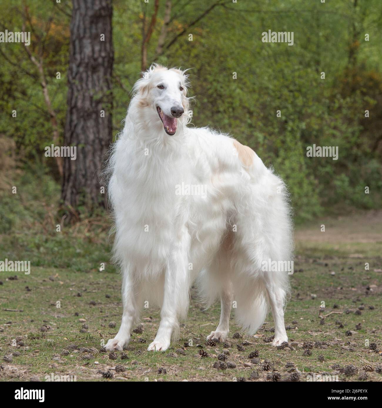 Portrait borzoi side view hi-res stock photography and images - Alamy