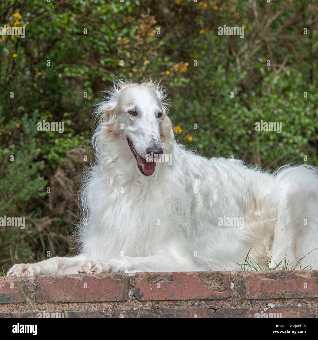 Portrait borzoi side view hi-res stock photography and images - Alamy