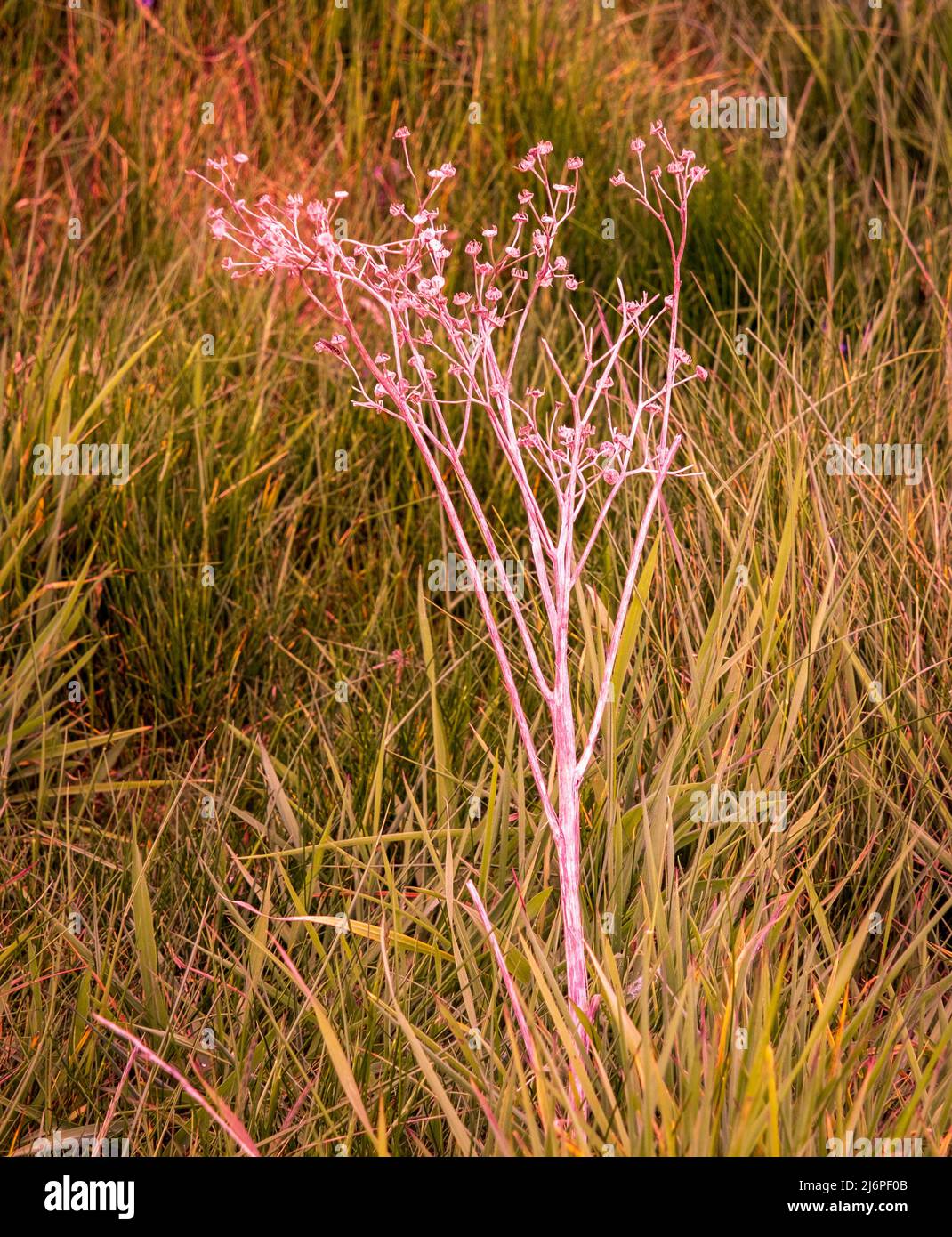 Bleached white plant and seed head against green grass background Stock ...