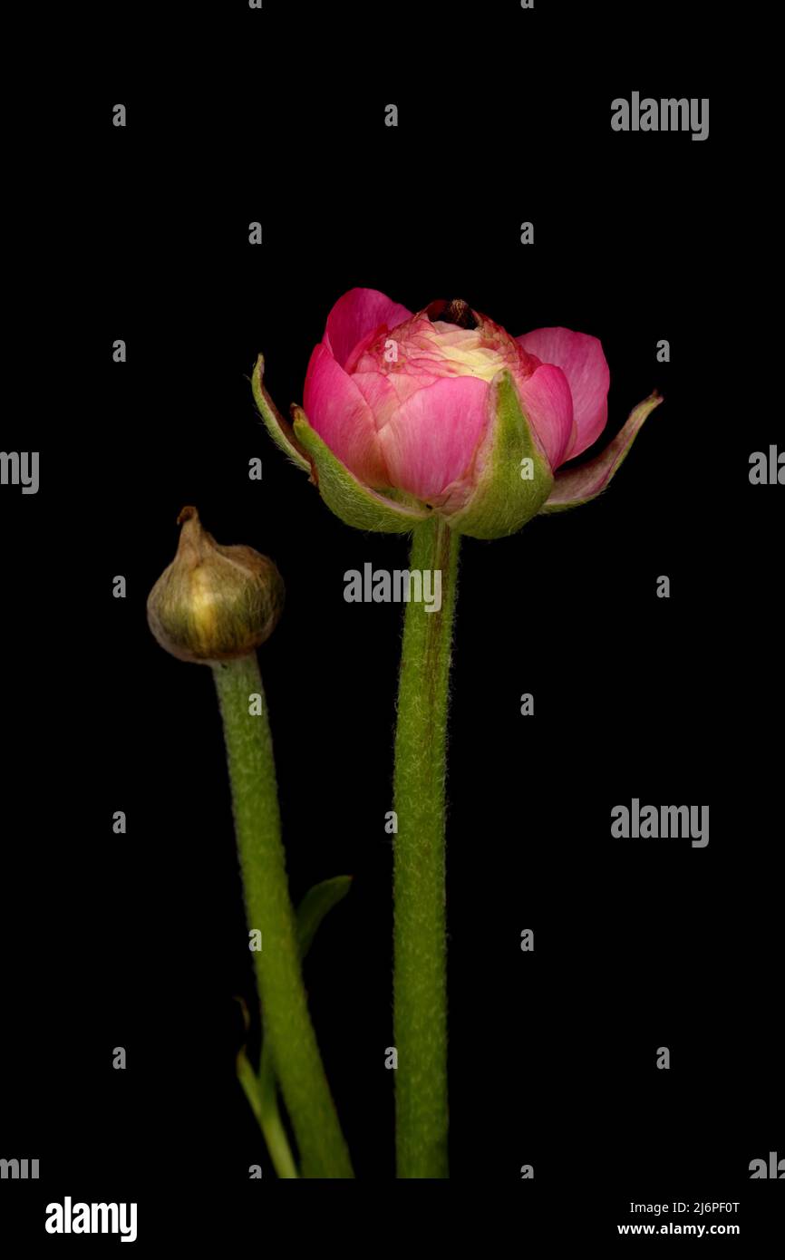 Pink ranunculus flowers isolated on black background Stock Photo - Alamy