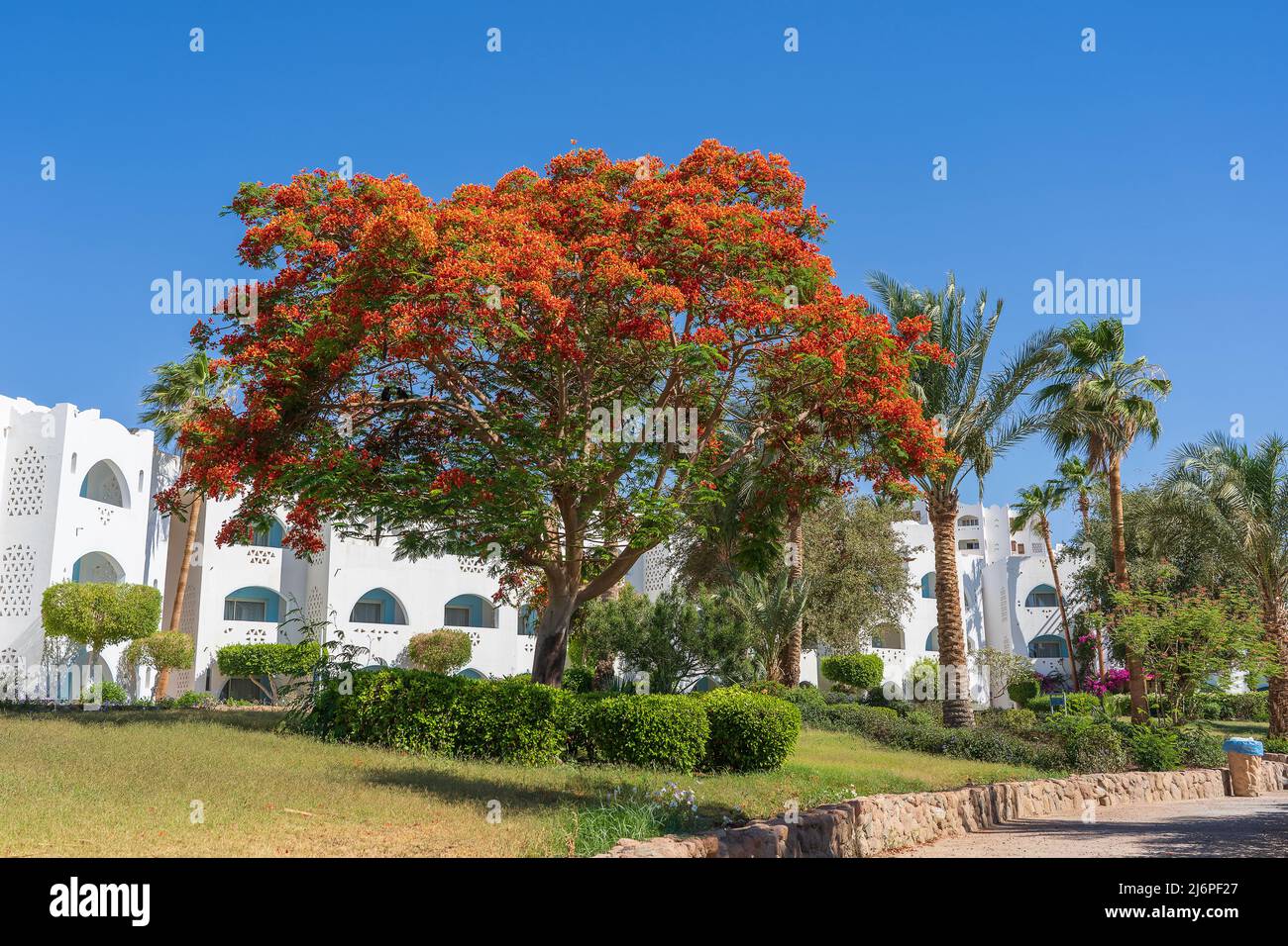 Building, flame tree with red tropical flowers on the beach at morning ...