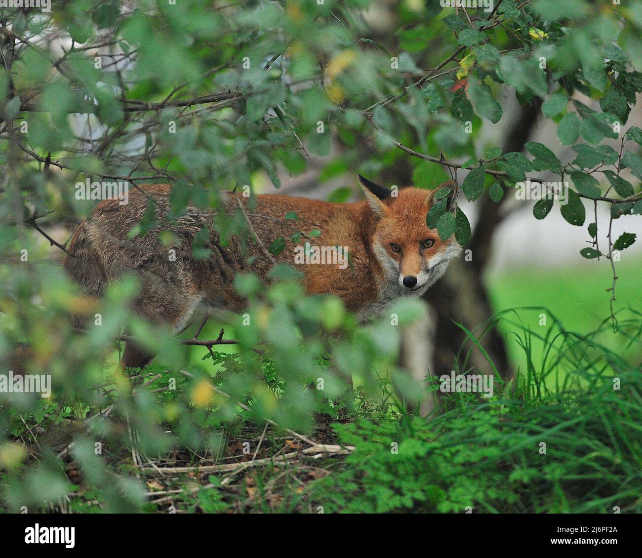 Red fox vulpes female standing hi-res stock photography and images - Alamy