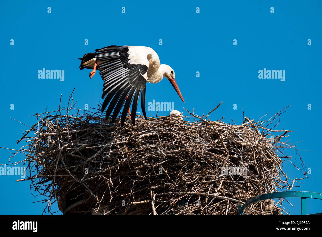 Stork spreads wings hi-res stock photography and images - Alamy