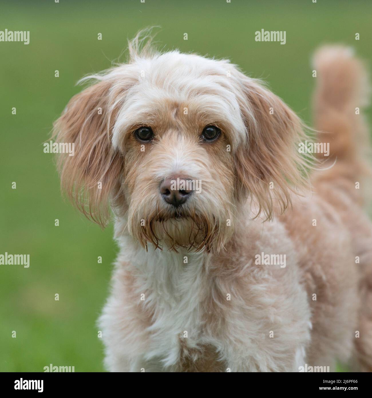 Adult male cockapoo hi-res stock photography and images - Alamy