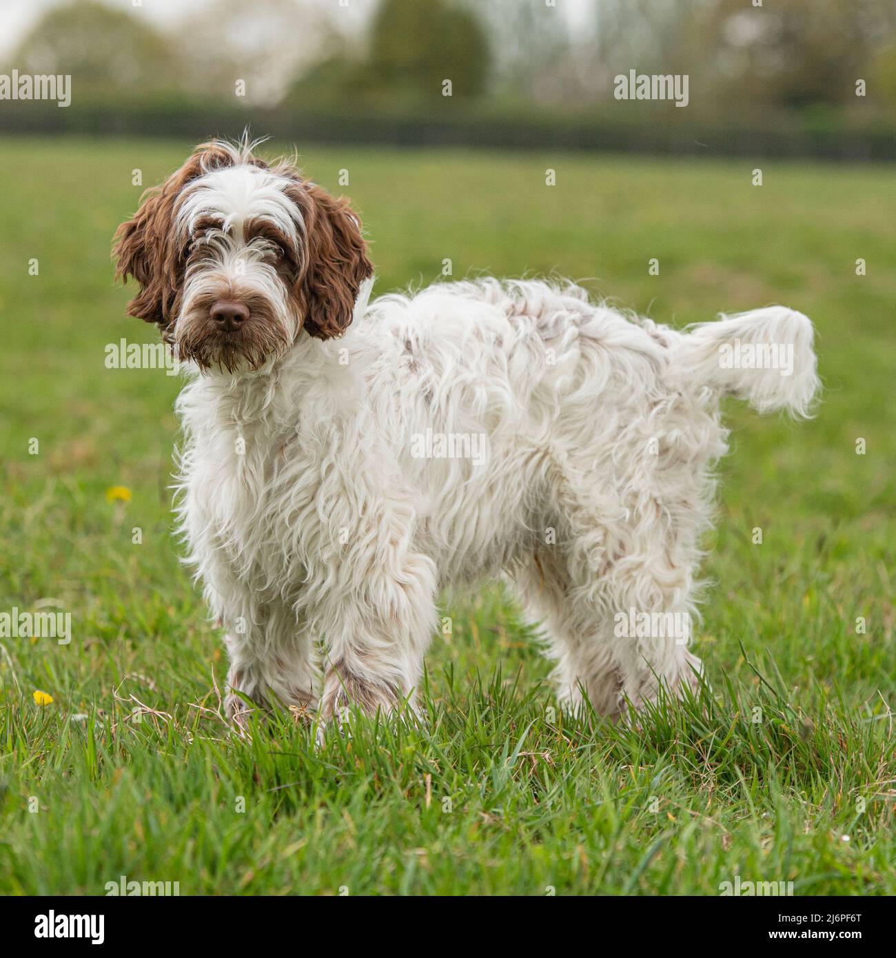 Male cockapoo hi-res stock photography and images - Alamy