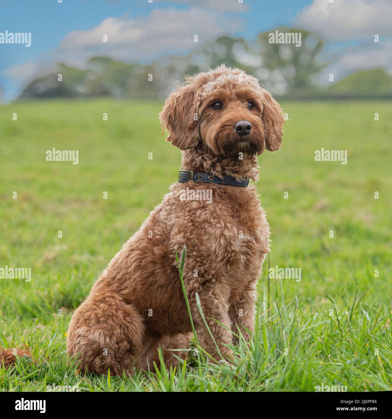 Adult male cockapoo hi-res stock photography and images - Alamy