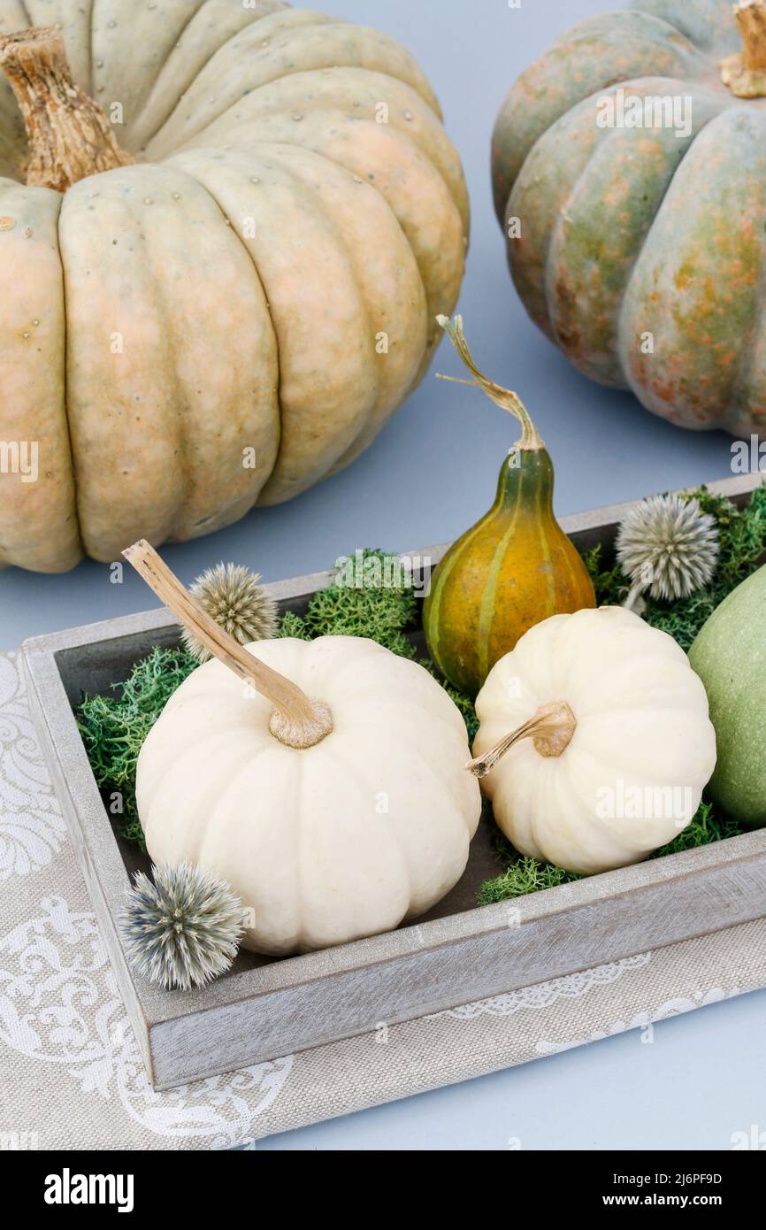 Floral arrangement with baby boo pumpkins and moss in wooden box Stock ...