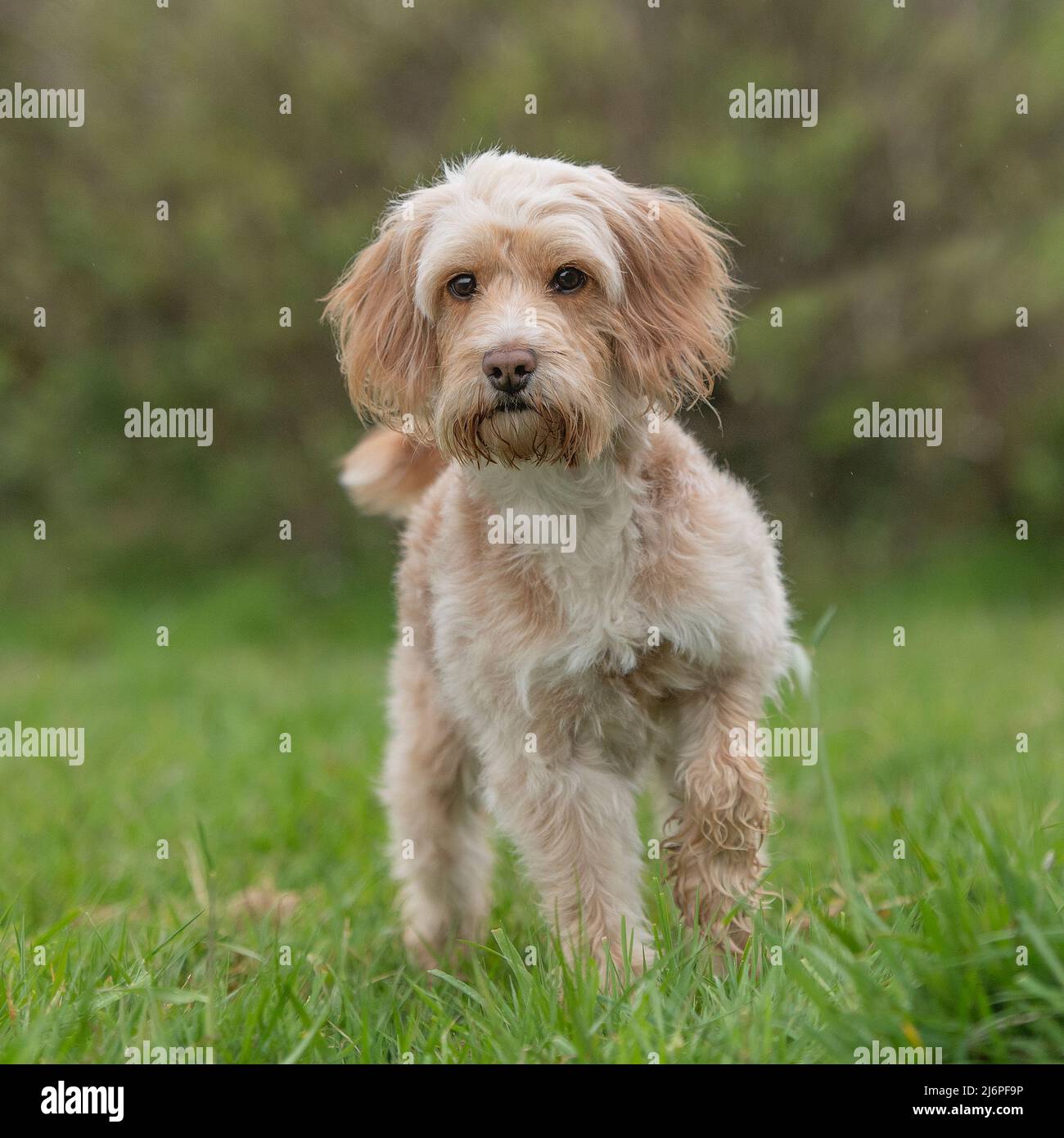 Cockapoo portrait hi-res stock photography and images - Alamy