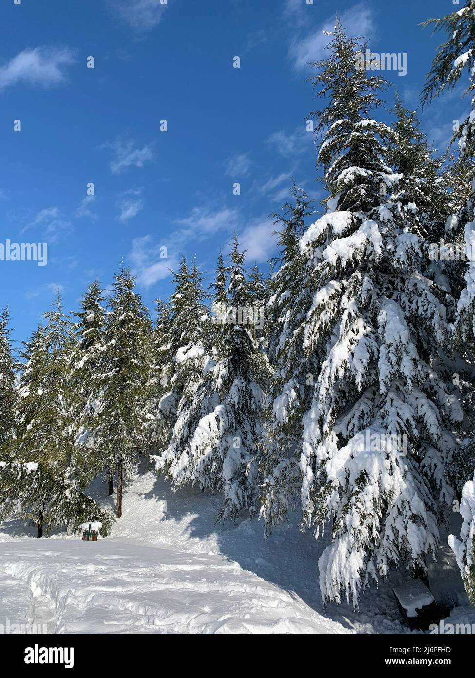 snowy trees nature landscape Stock Photo - Alamy