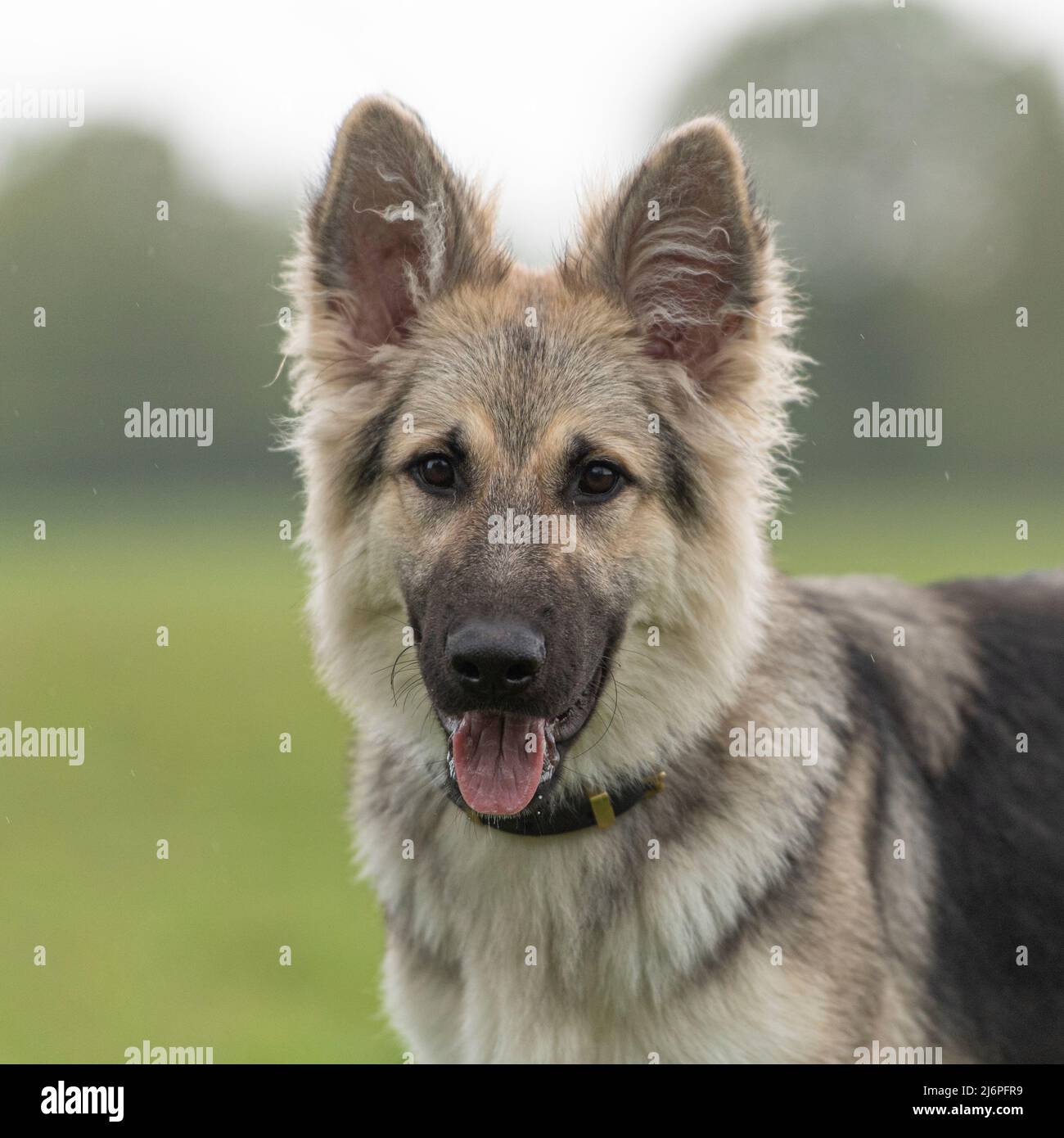 Silver Sable German Shepherd Puppies