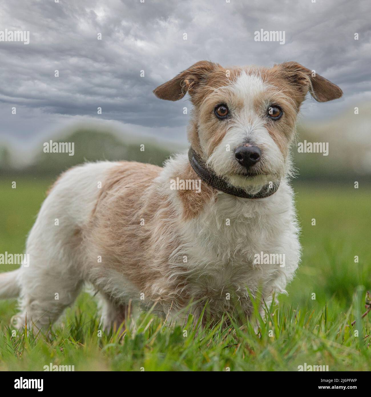 Old jack russell hi-res stock photography and images - Alamy