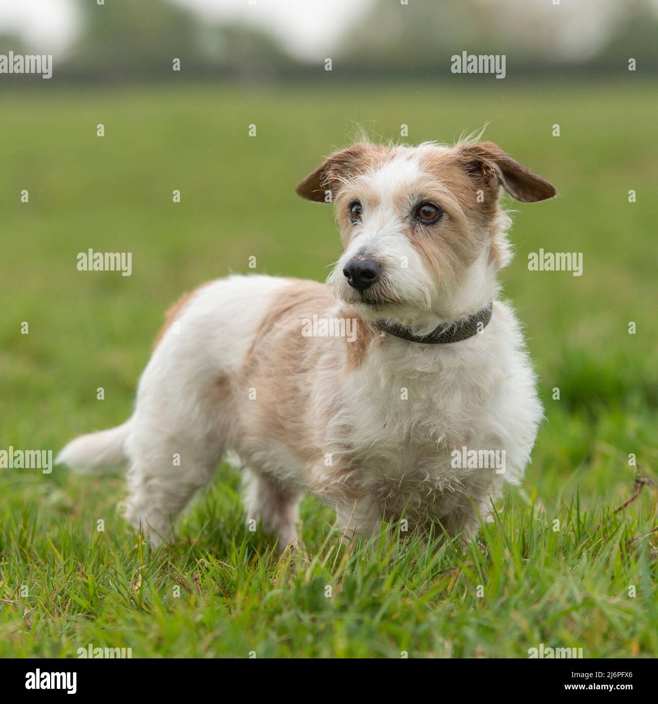 Jack russell full tail hi-res stock photography and images - Alamy