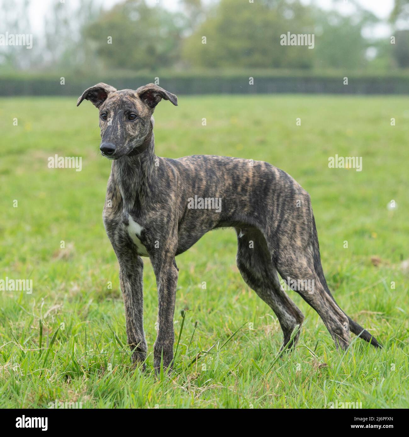Lurcher adult hi-res stock photography and images - Alamy
