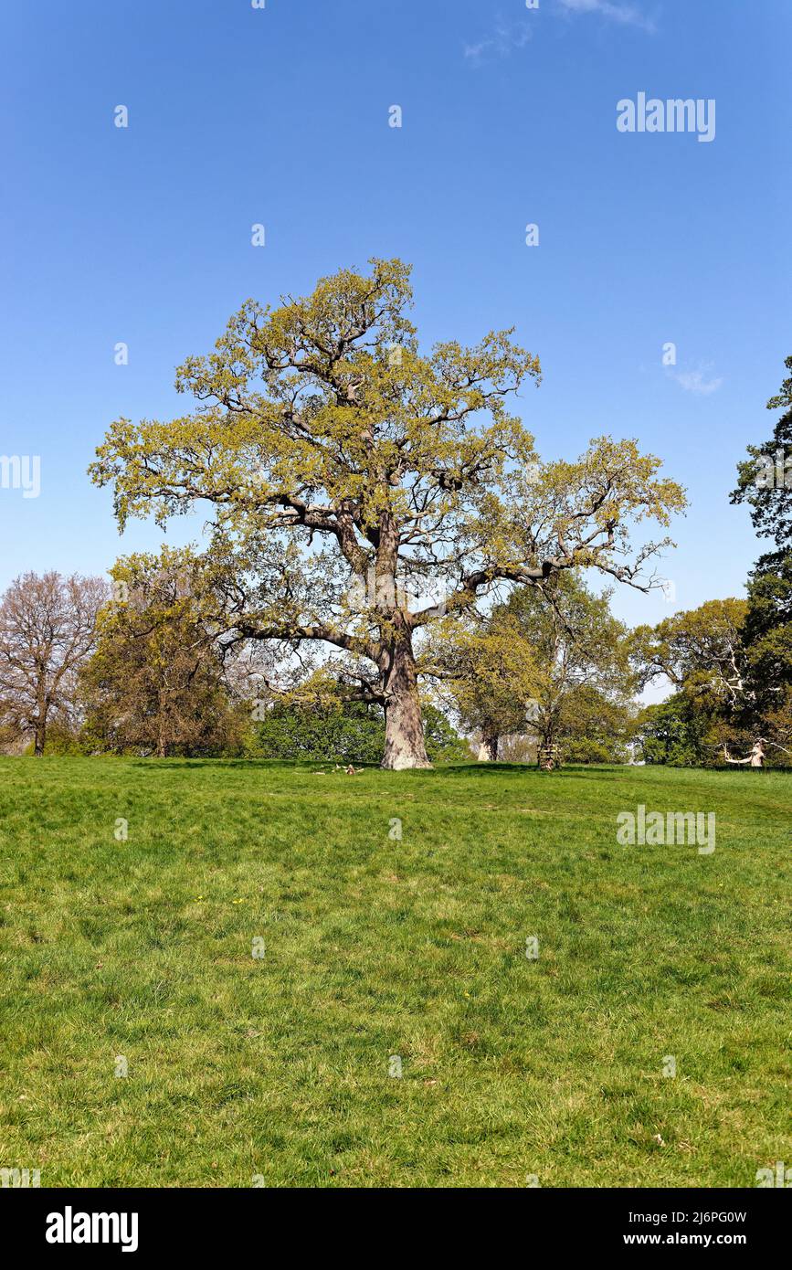 Oak trees, quercus robur coming into leaf in a idyllic British rural ...