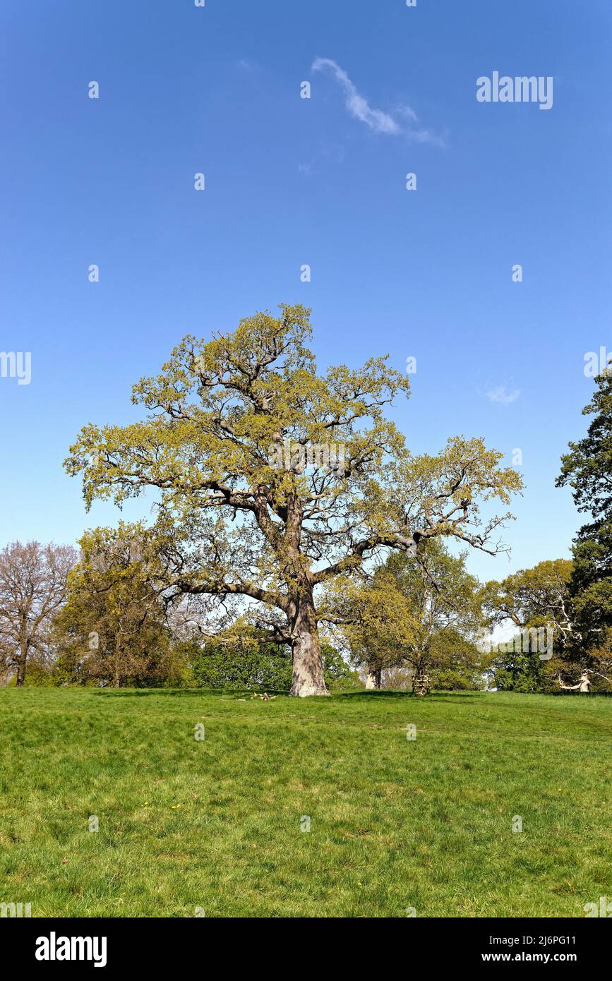 Oak trees, quercus robur coming into leaf in a idyllic British rural ...