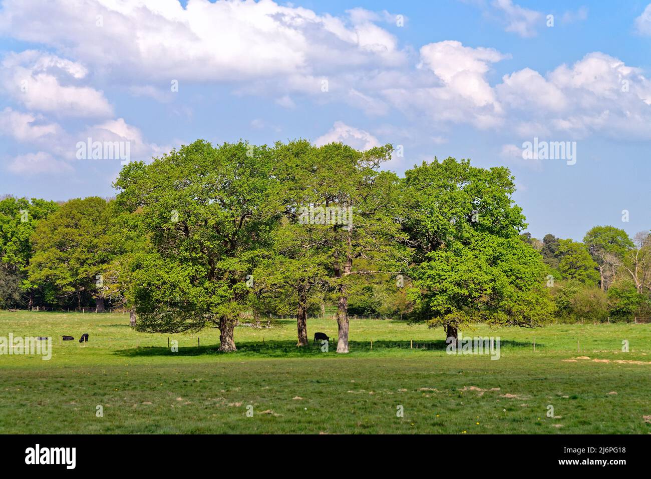 Oak trees, quercus robur coming into leaf in a idyllic British rural ...