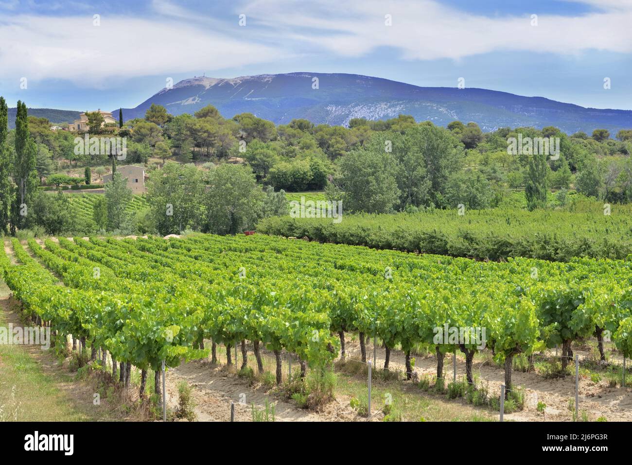 field of grape vine in summer growing in Vaucluse in france Stock Photo ...
