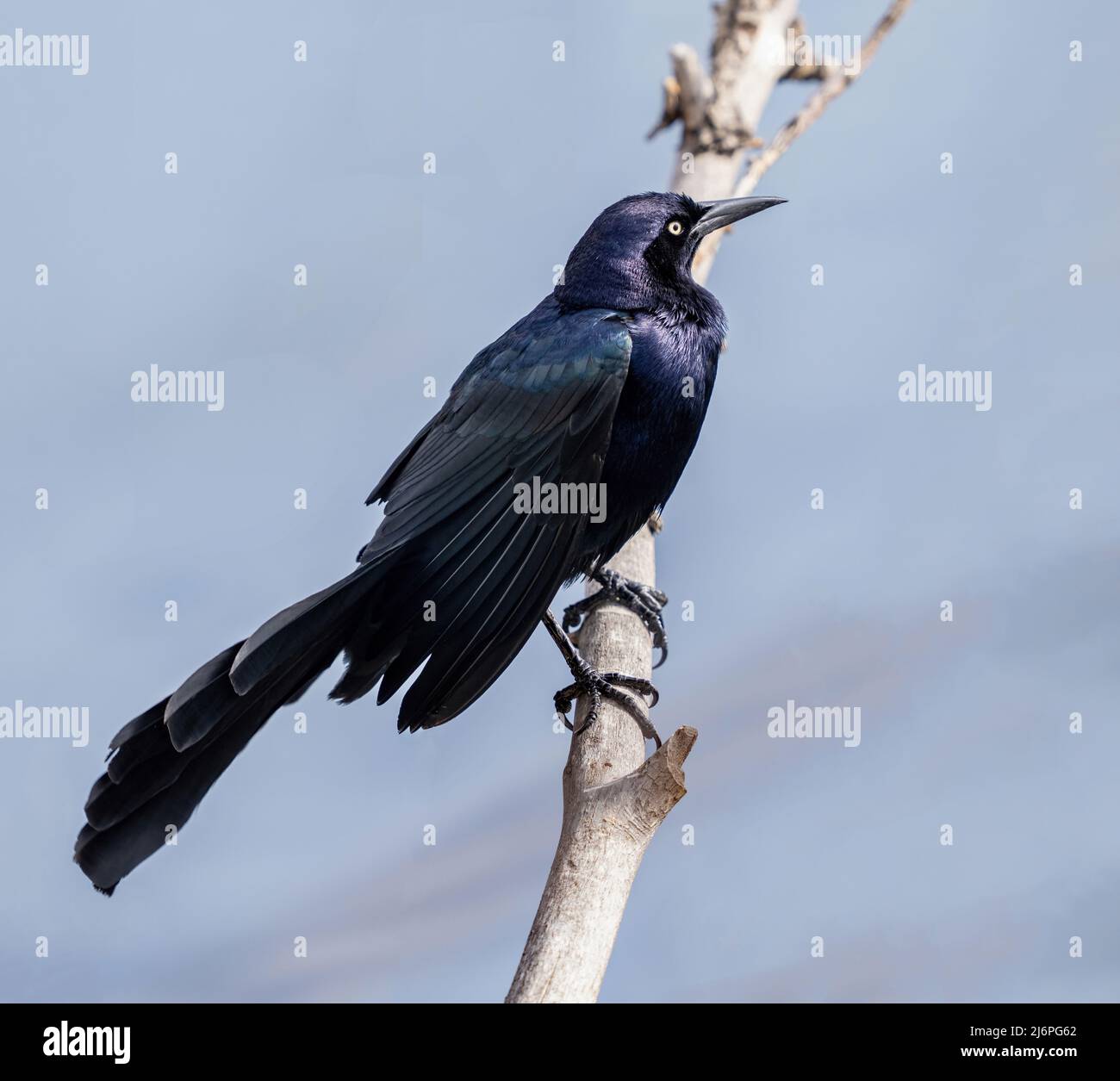 Close up of a Great-Tailed Grackle sitting on a branch above lake water ...