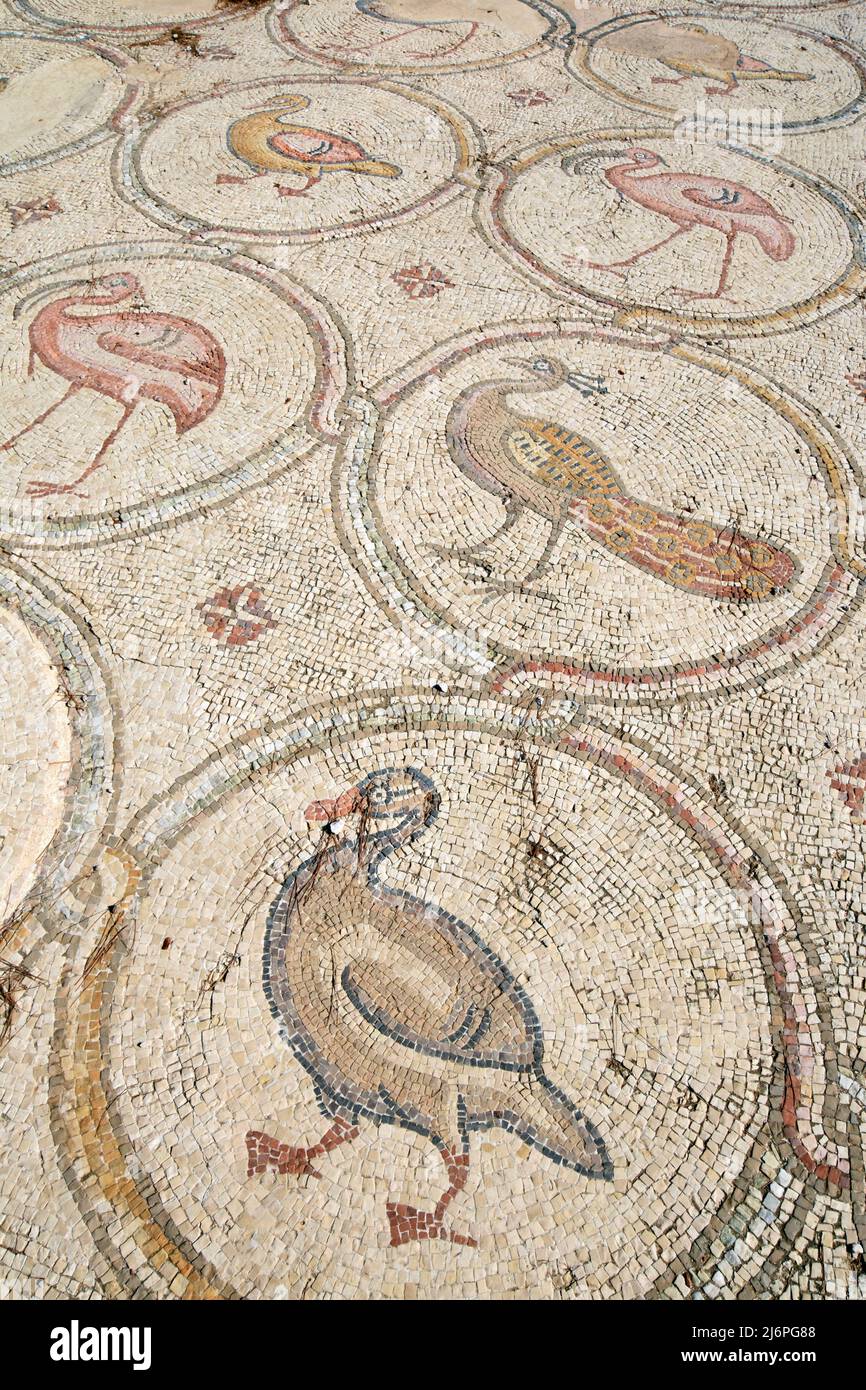 Birds Mosaic, Ancient Byzantine palace mosaic floor in Caesarea, Israel ...