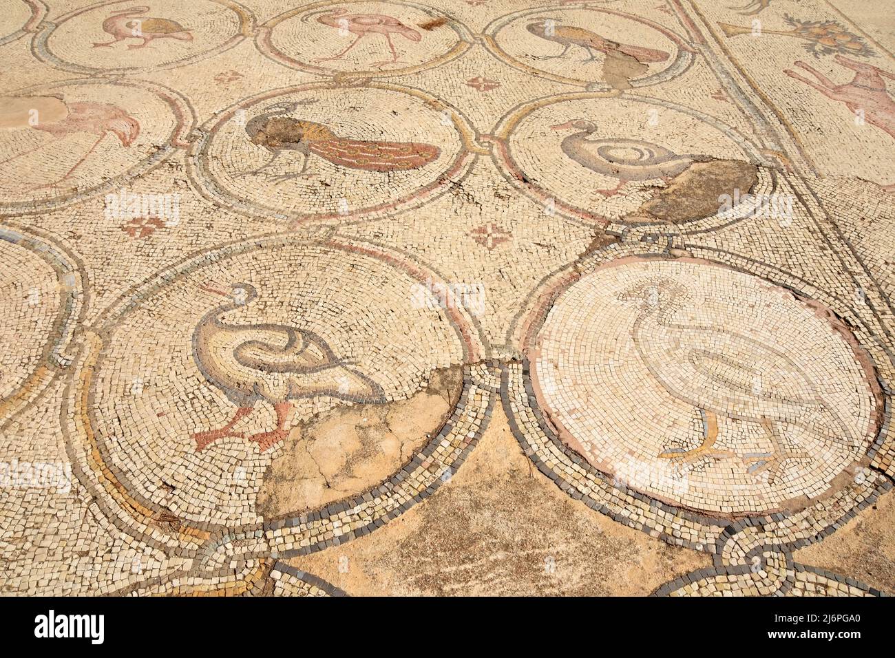 Birds Mosaic, Ancient Byzantine palace mosaic floor in Caesarea, Israel ...