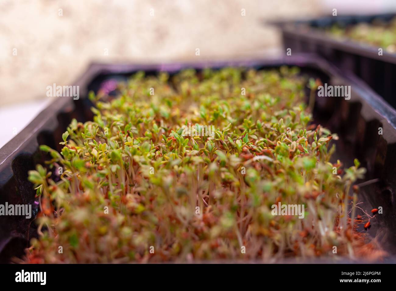 Radish growing container hi-res stock photography and images - Alamy