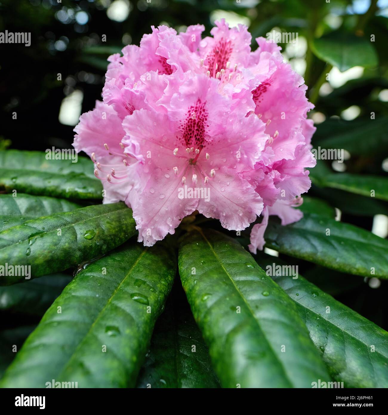 Artistic rhododendron hi-res stock photography and images - Alamy