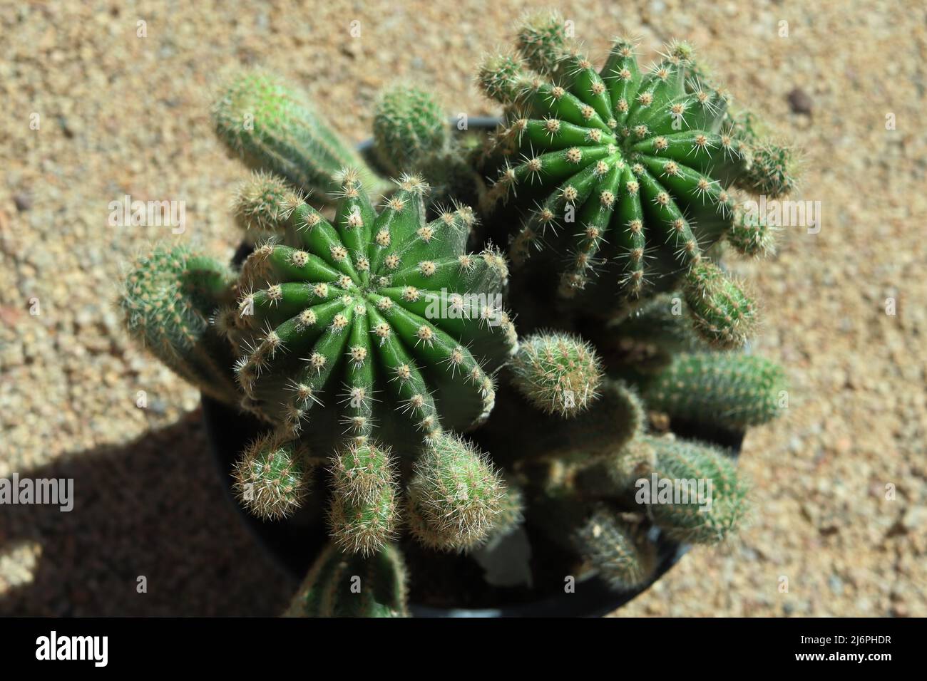 Small cacti in a garden seen from above Stock Photo - Alamy