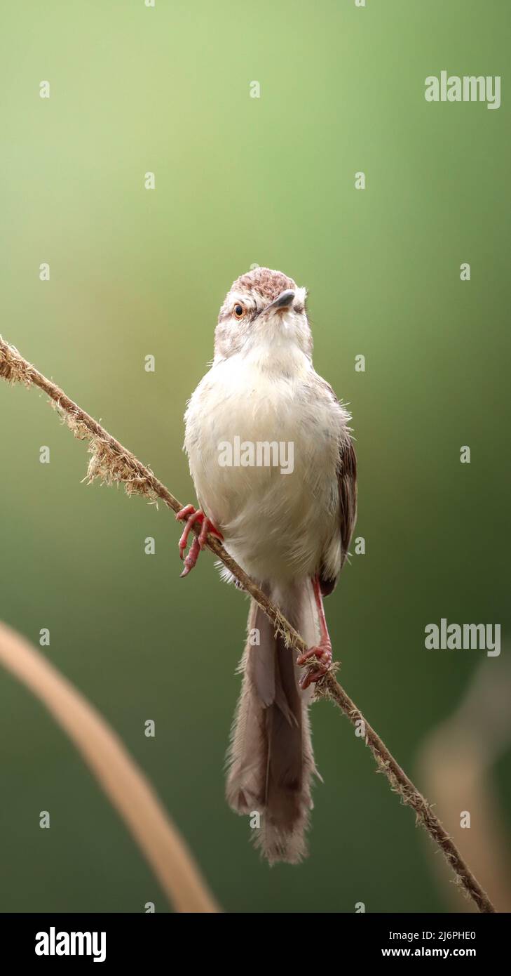 Indian prinia hi-res stock photography and images - Alamy