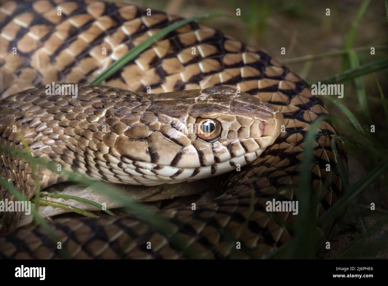 Indian rat snake portrait Stock Photo - Alamy