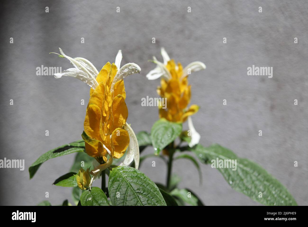 Pachystachys lutea. Evergreen shrub of the Acanthaceae family Stock ...