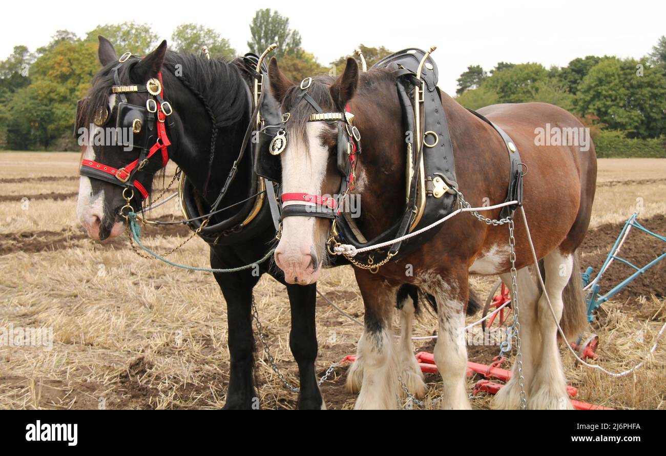Working Farm Horses